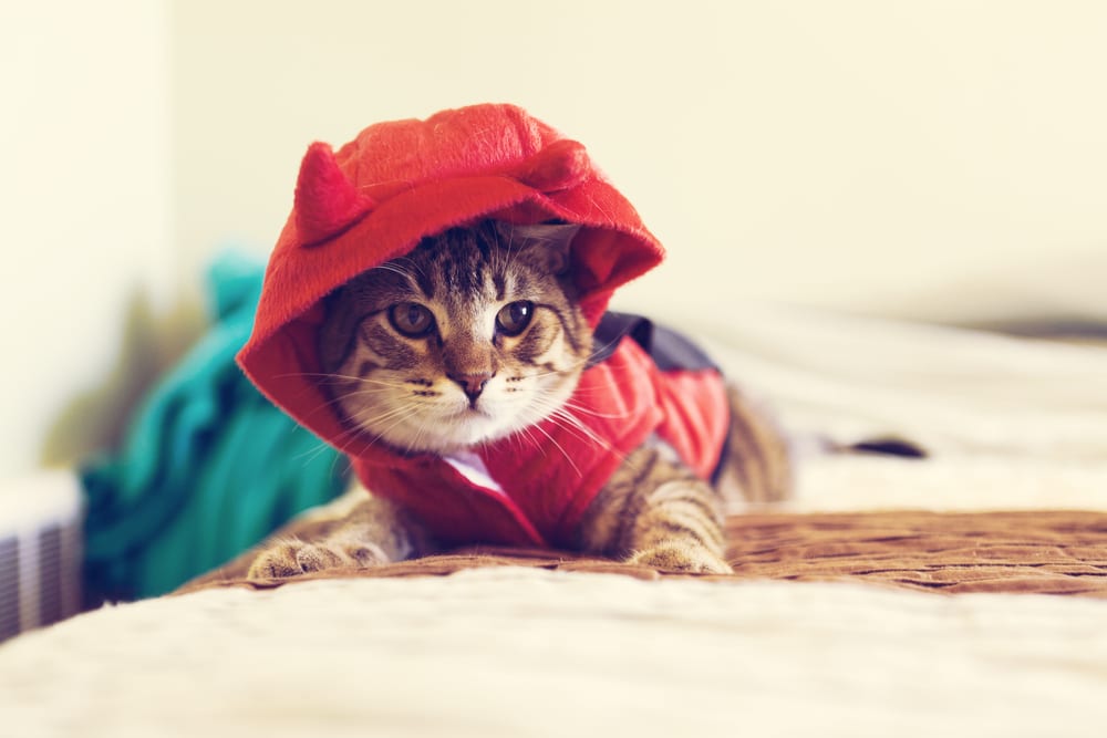 cat-behavior-counseling - Home Fur Good