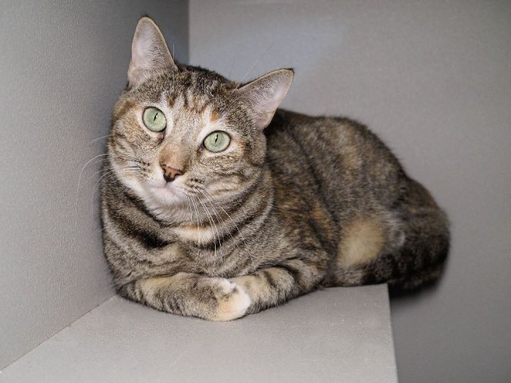 Animal Sponsorship Program - Home Fur Good